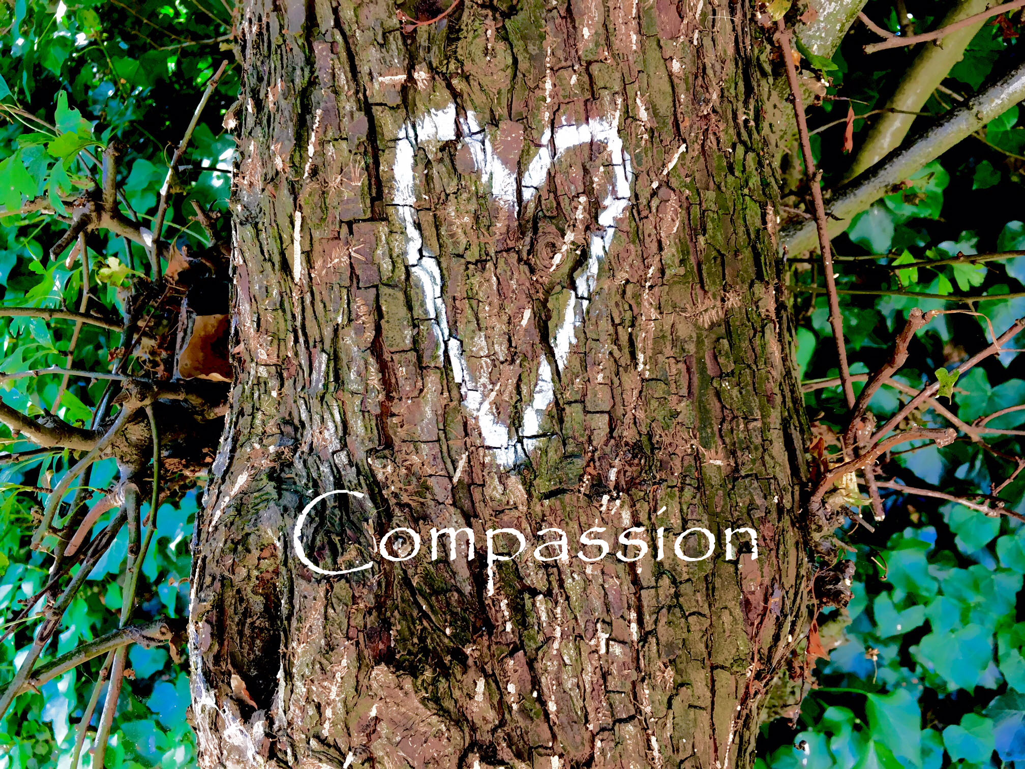 Compassion Starts with Embracing our own Pain | Becky Hill's Blog